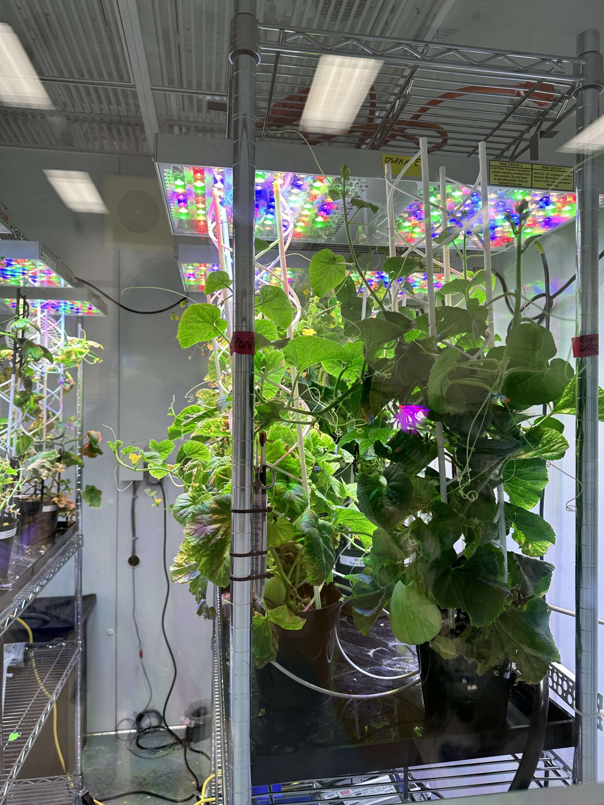 NASA Homeschooling with Moon Tree Seeds and More - Amber Likes