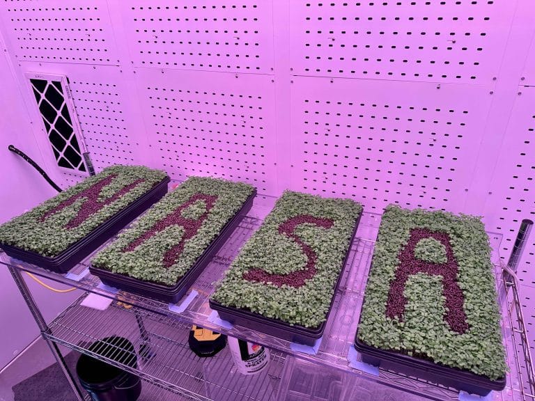 NASA Homeschooling with Moon Tree Seeds and More - Amber Likes